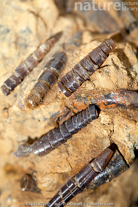 Stock photo of Calcite belemnite fossils, the calcite internal ...