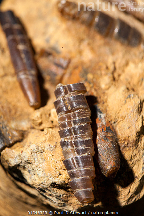 Stock photo of Calcite belemnite fossils, the calcite internal ...
