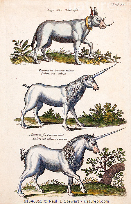 Stock photo of Illustration of various types of mythical unicorns, also ...