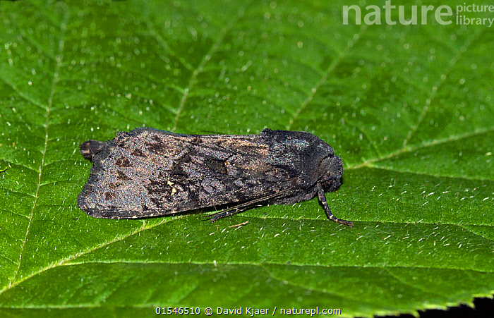 Stock photo of Black rustic moth (Aporophyla nigra) profile, Wiltshire ...