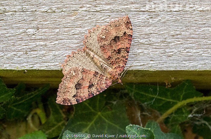 Stock photo of Tissue moth (Triphosa dubitata) Wiltshire, UK. Available ...