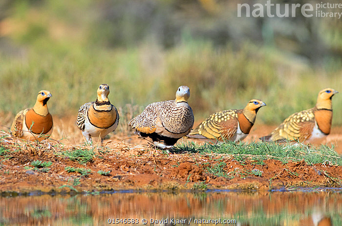 Stock photo of Black-bellied sandgrouse (Pterocles orientalis) and Pin ...