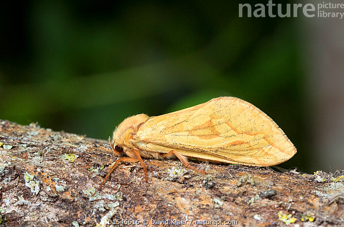 Stock photo of Ghost moth (Hepialus humuli) female, Wiltshire, UK ...
