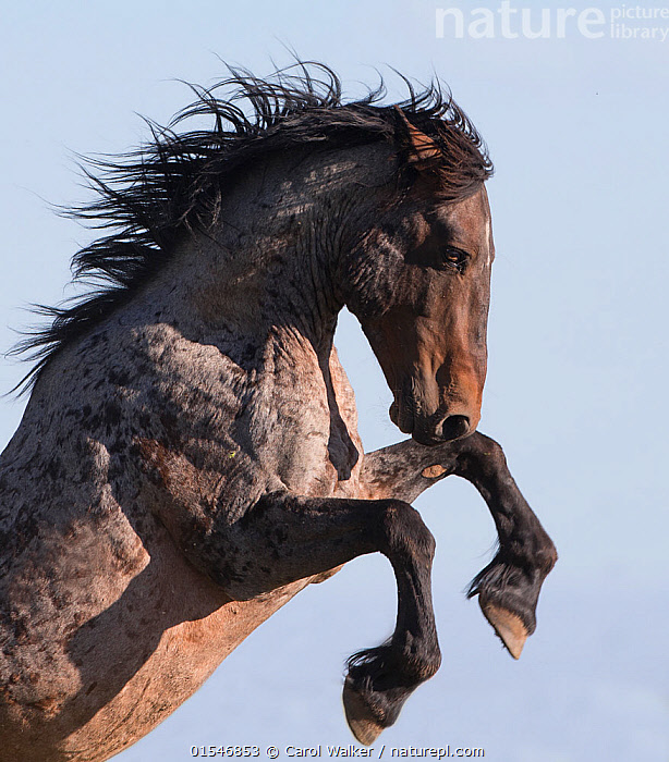 Stock photo of Wild Mustang horse rearing, Pryor mountains, Montana ...