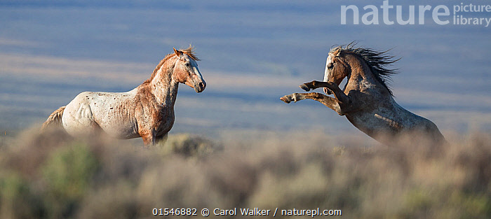 Stock photo of Two wild Mustang stallions fighting in White Mountain ...