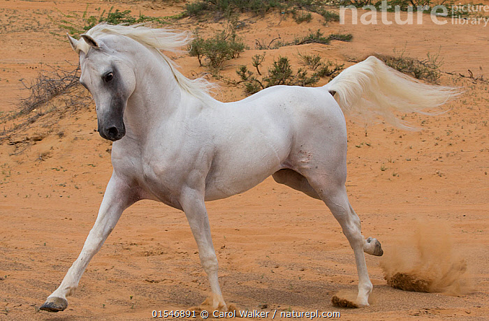 Stock photo of Grey Arabian stallion running in desert dunes near Dubai ...