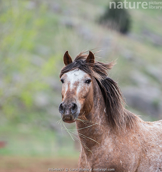 Wild Mustang Head Wild Horse Art Print Rustic Western Wall Decor