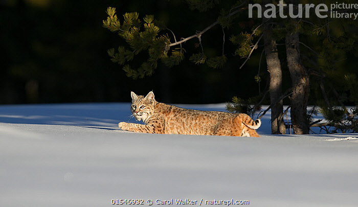 Stock photo of Bobcat (Lynx rufus) moving through deep snow ...