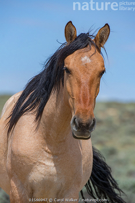 Stock photo of Head portrait of wild dun roan Mustang mare in Sand Wash ...