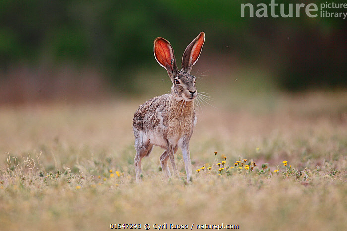 Stock photo of Black-tailed jackrabbit (Lepus californicus) standing ...