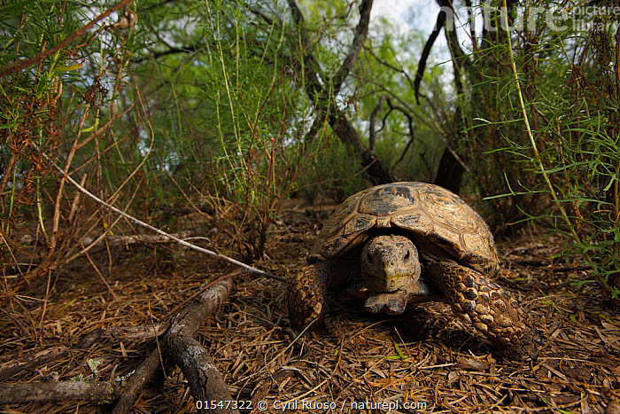 Stock photo of Gopher tortoise (Gopherus berlandieri) in habitat, Texas ...
