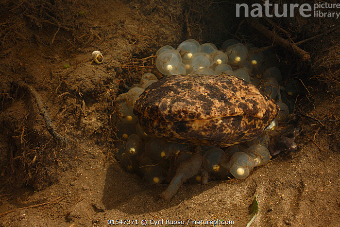 Stock photo of Japanese giant salamander (Andrias japonicus) nest with ...