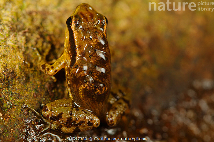 Stock photo of Santa Marta poison arrow frog (Colostethus ruthveni ...