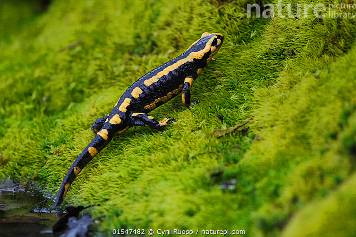 Stock photo of Fire salamander (Salamandra salamandra) France, March ...