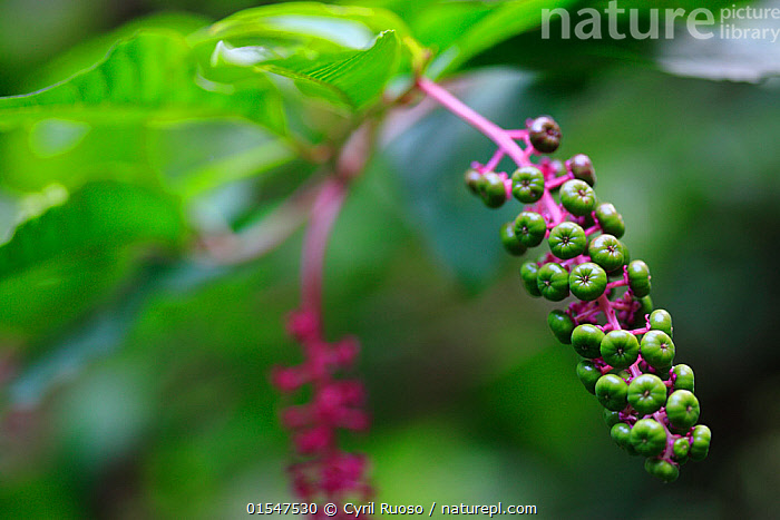 Stock photo of American pokeweed (Phytolacca americana) berries ...