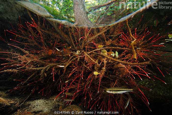 Stock photo of Common minnow (Phoxinus phoxinus) group in Massane river ...