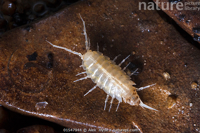 Stock photo of Giant cave woodlouse (Titanethes albus) a true ...