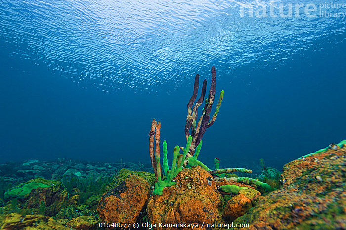 Stock photo of Sick sponge, stricken by a Cyanobacteria, Lake Baikal ...