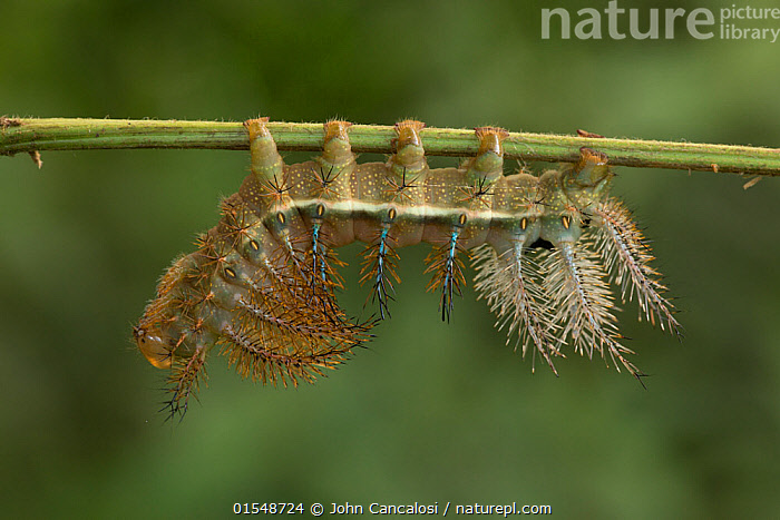 Stock photo of Caterpillar (Automeris postalbida) in tropical ...