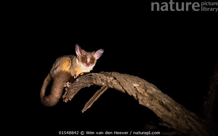 Stock photo of South African galago / Lesser bushbaby (Galago moholi ...
