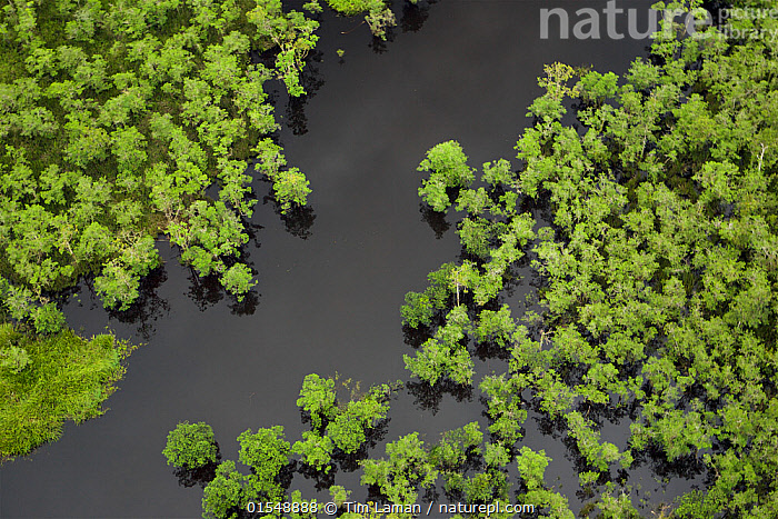 Stock photo of Aerial view of forest and swamps in Yimas Lakes area ...