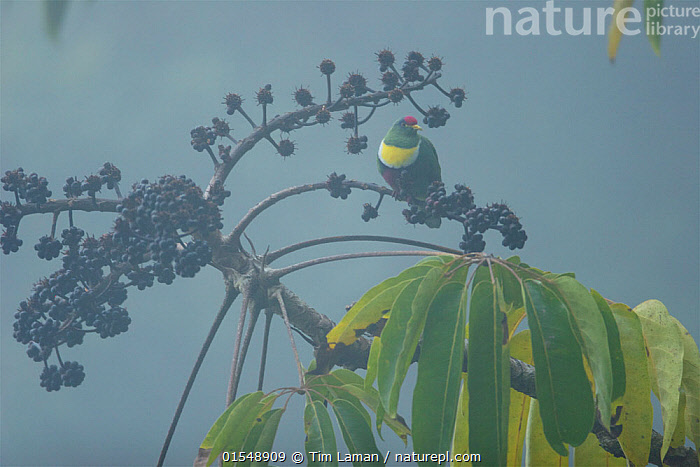 Stock photo of White-breasted Fruit-Dove (Ptilinopus rivoli) male at ...