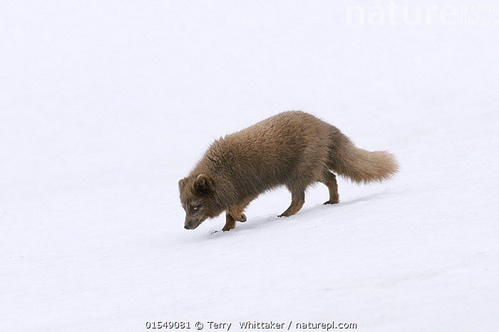 Stock photo of Arctic fox (Alopex lagopus) showing blue colour morph in ...