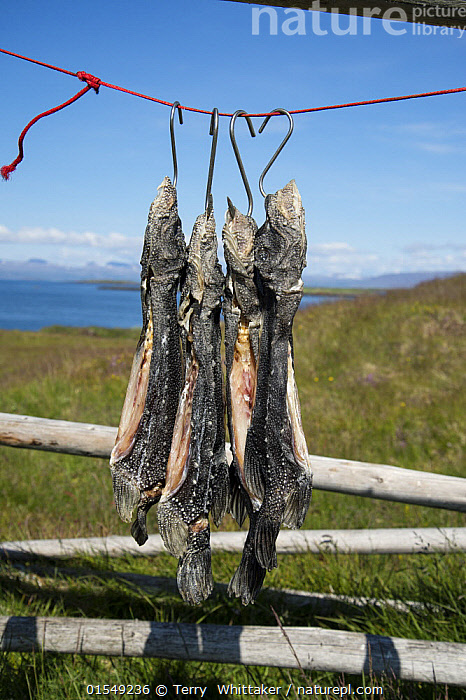 Stock photo of Lumpsucker fish (Cyclopterus lumpus) drying in sun ...