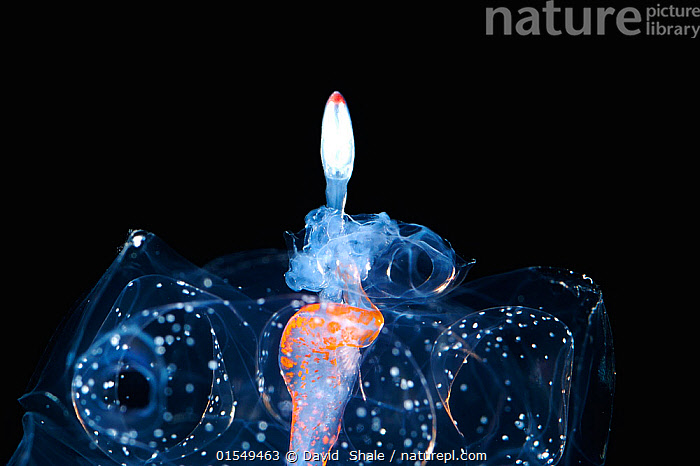 Stock photo of Siphonophore (Namonia) close up of anterior end of a ...