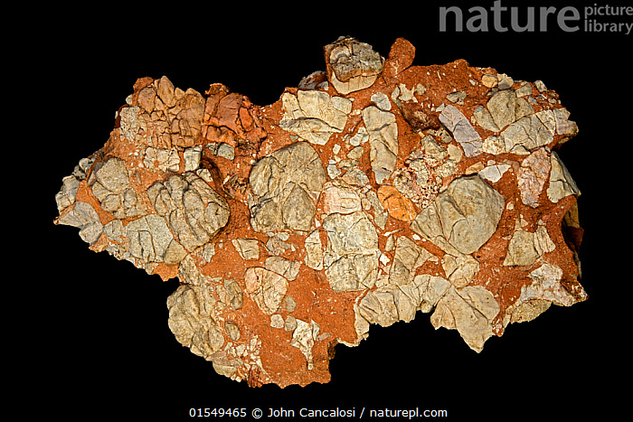 Stock photo of Leesburg Limestone Conglomerate from Frederick county ...