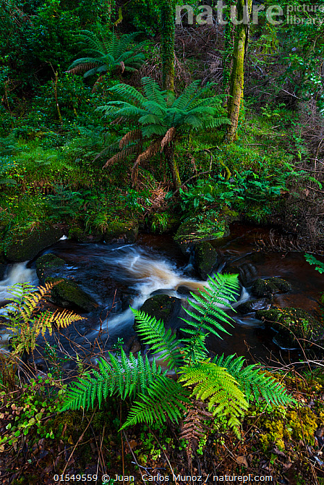Stock photo of Arborescent ferns (Cyatheaceae), Kells Bay Gardens ...