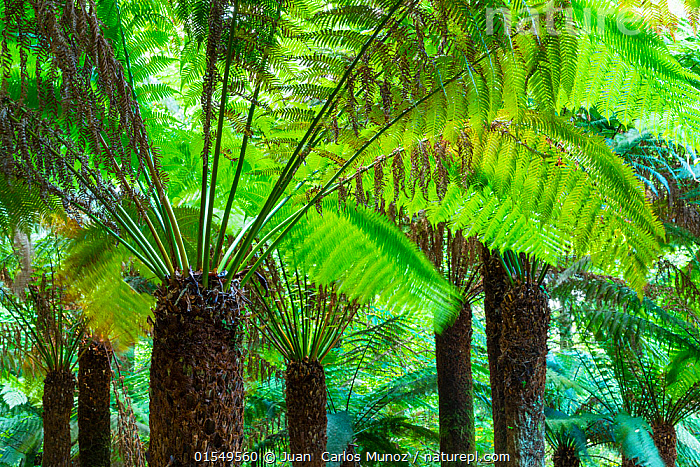 Stock photo of Arborescent ferns (Cyatheaceae), Kells Bay Gardens ...