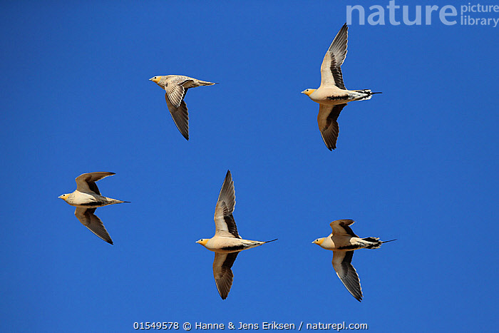 Stock photo of Spotted sandgrouse (Pterocles senegallus) flock in ...