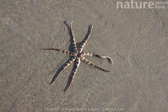Stock photo of Starfish (Luidia savignyi) upperside, in shallow water ...