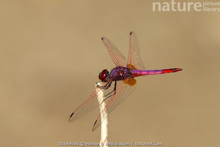 Stock photo of Violet dropwing dragonfly (Trithemis annulata) male ...