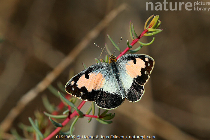 Stock photo of Blue spotted arab butterfly (Colotis phisadia) Oman ...