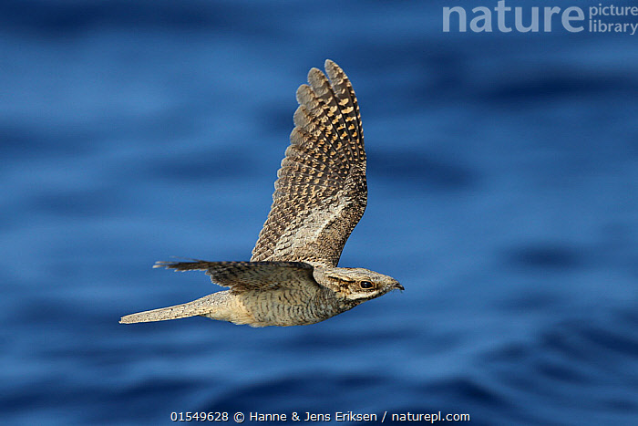 Nightjar Flying Nightjar Bird Facts | Caprimulgus Europaeus