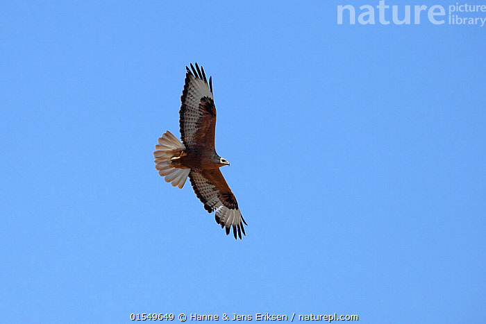 Stock photo of Long legged buzzard (Buteo rufinus) in flight, Oman ...