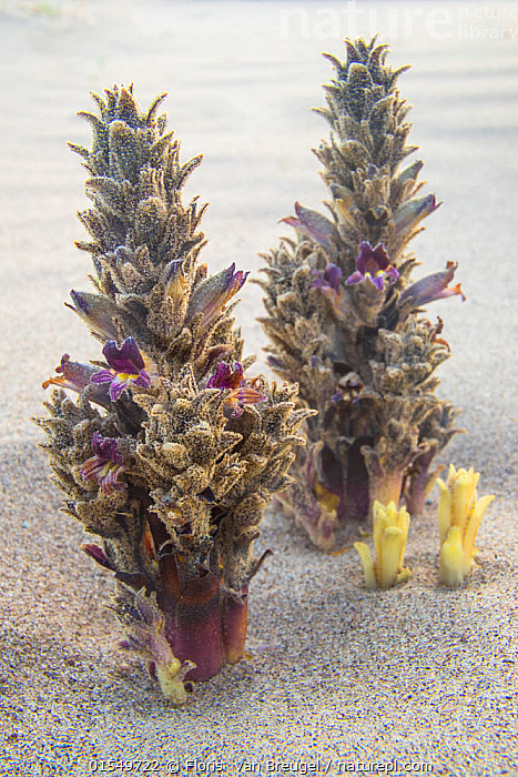 Stock photo of Cooper's broomrape (Orobanche cooperi) emerges from the ...