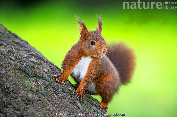 Stock photo of Red squirrel (Sciurus vulgaris) in urban park, Grenoble ...