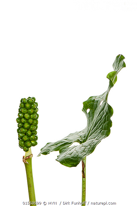 Stock photo of Wild arum / Lords and ladies / Cuckoo pint (Arum ...
