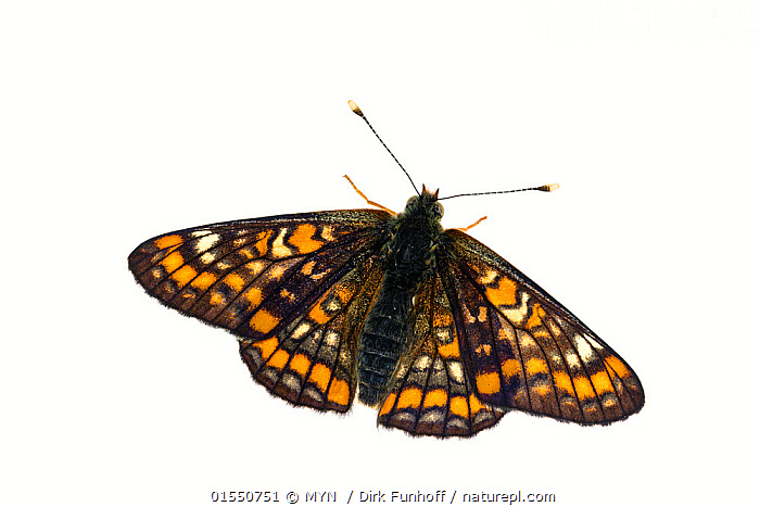 Stock photo of Scarce fritillary butterfly (Euphydryas maturna), Lorsch ...
