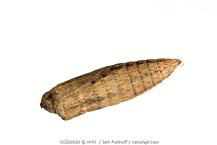 Stock photo of Eastern festoon butterfly (Allancastria cerisyi) pupa ...