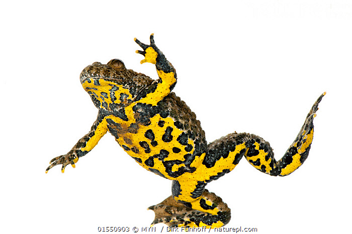Stock photo of Yellow bellied toad (Bombina variegata) showing ...