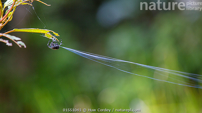 Stock photo of Darwin's bark spider (Caerostris darwini) spraying silk ...