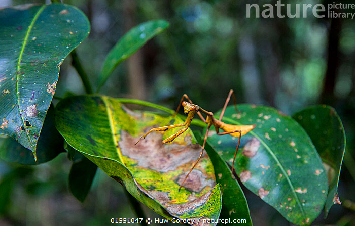 Stock photo of Praying mantis nymph, Andasibe National Park, Madagascar ...