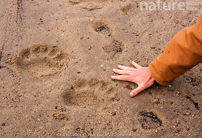 Stock photo of Polar bear (Ursus arctos) footprints with human hand for ...