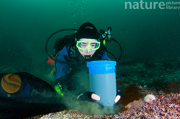 Stock photo of Scientist from the Heriot Watt scientific dive team ...