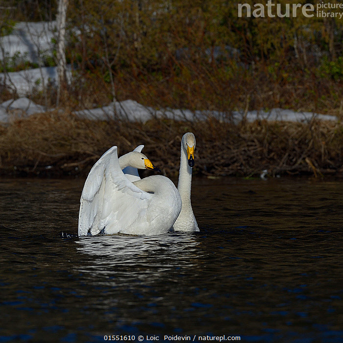 Stock photo of Whooper swan (Cygnus cygnus) pair mating, Finland, April ...