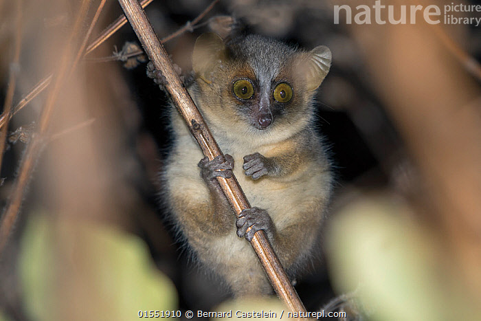 Stock photo of Golden-brown mouse lemur (Microcebus ravelobensis ...